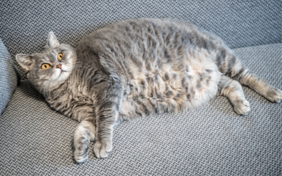 6 Healthy Habits for Cats That Promote Long-Term Health | Tips on Diet ...